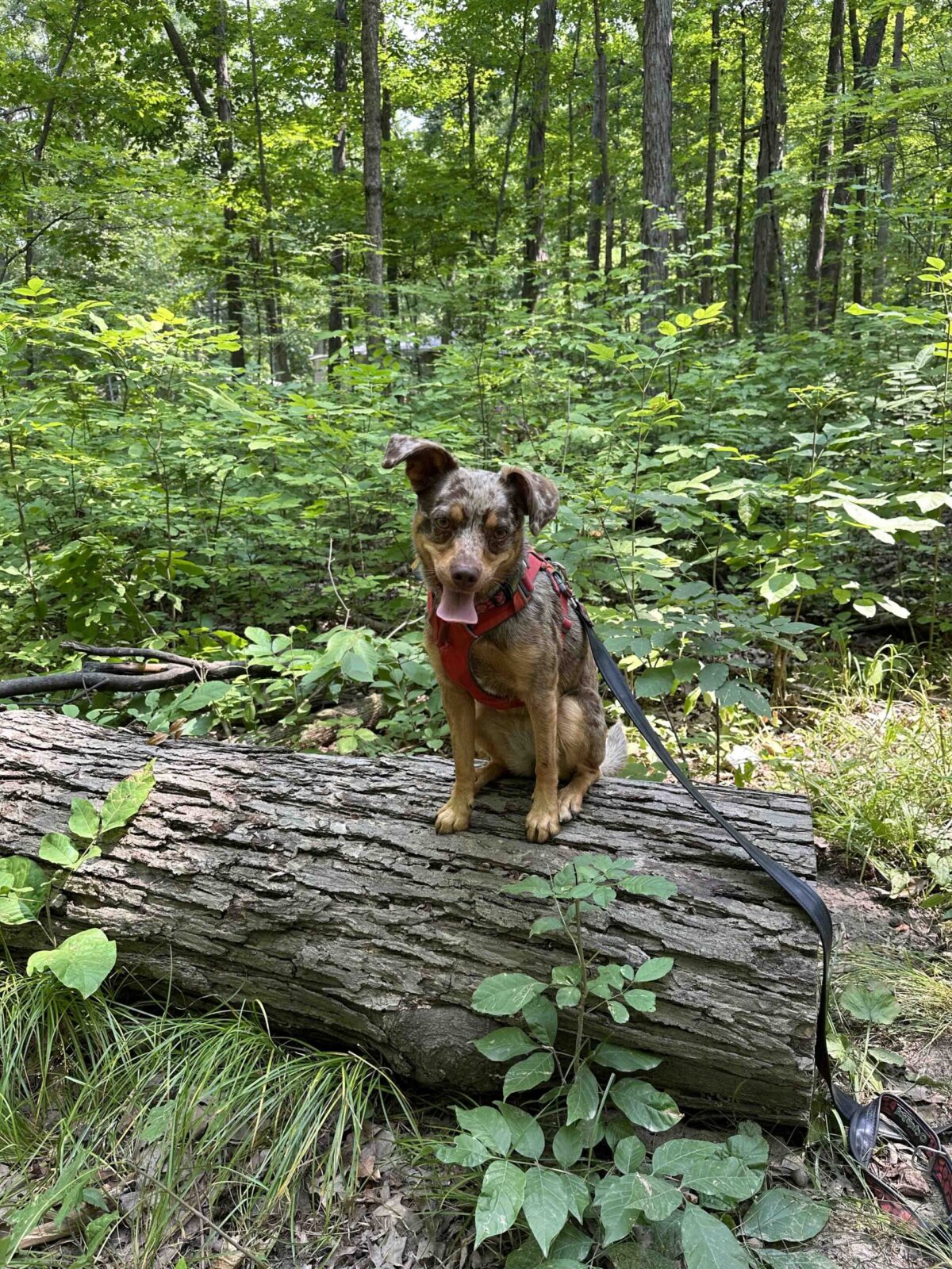 Franke Park Mountain Bike Trails - Live Like Karlie