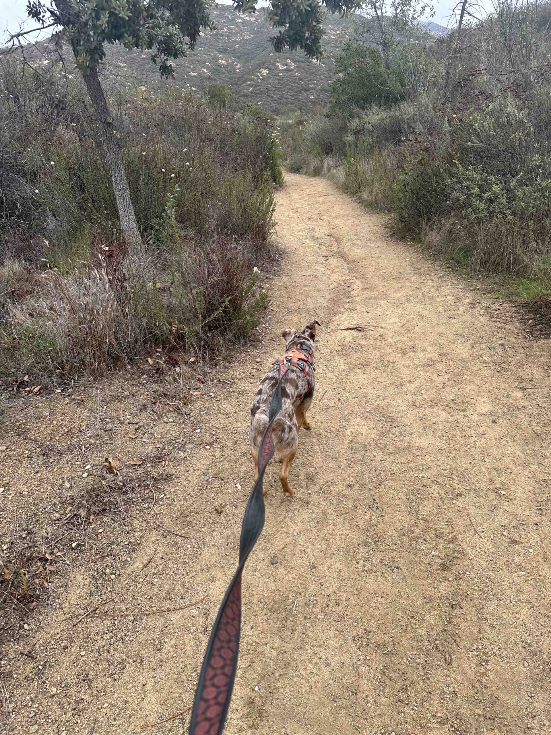Lake Poway Trail - Live Like Karlie