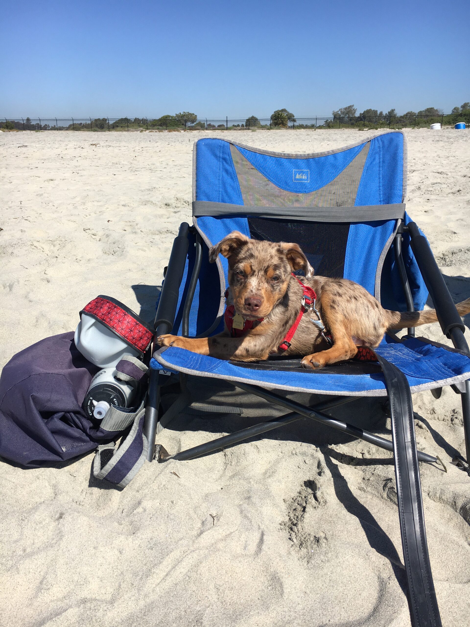 Coronado Dog Beach - Live Like Karlie