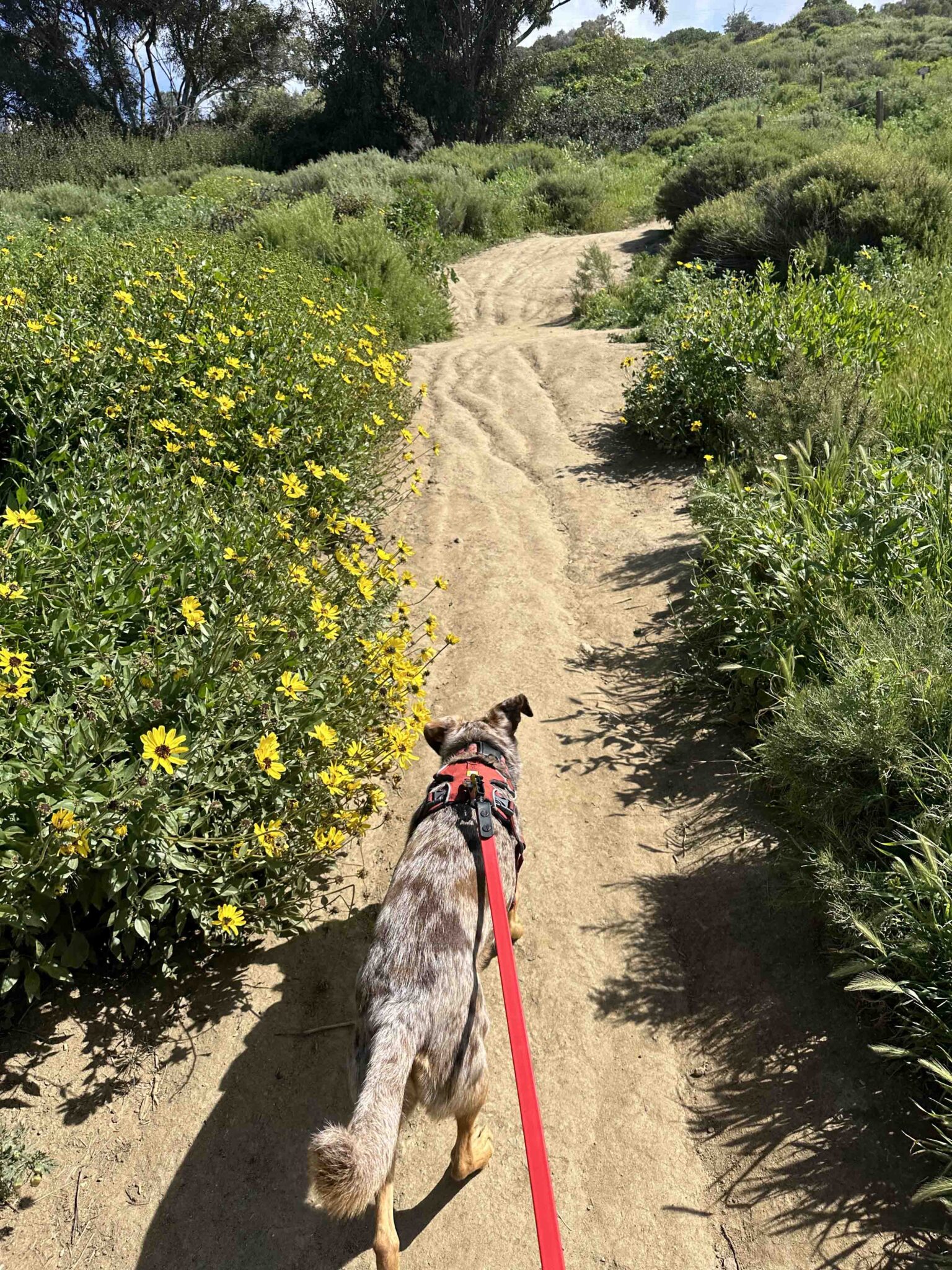 Sunset Cliffs Natural Park - Live Like Karlie