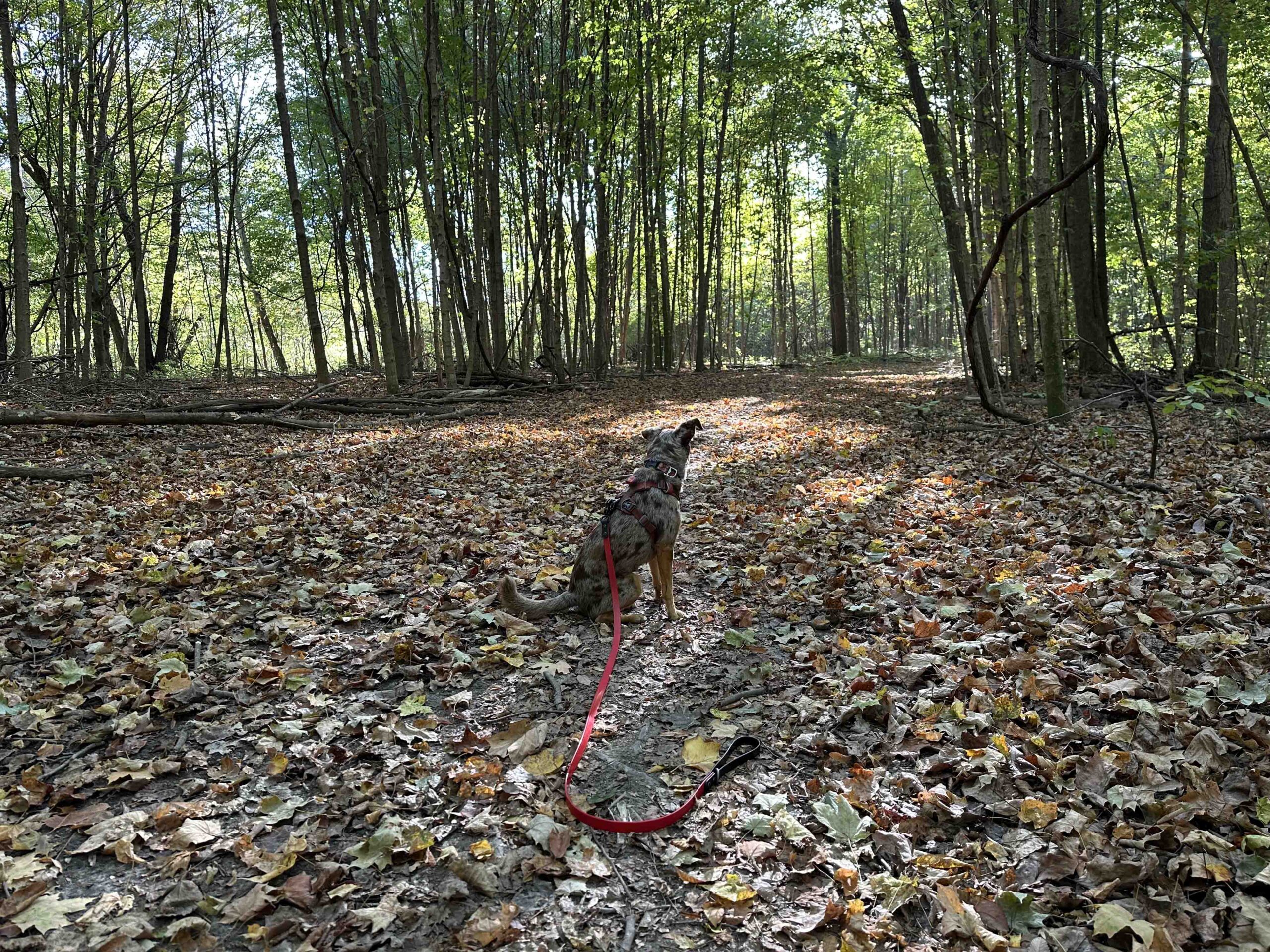 Bloodroot Trail - Live Like Karlie